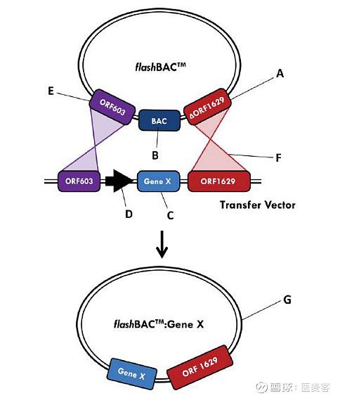 【讲座预告】新型杆状病毒表达系统如何加速疫苗研发？ 2022年10月25日/医麦客新闻 eMedClub News/--美国食品和药物管理局 ...