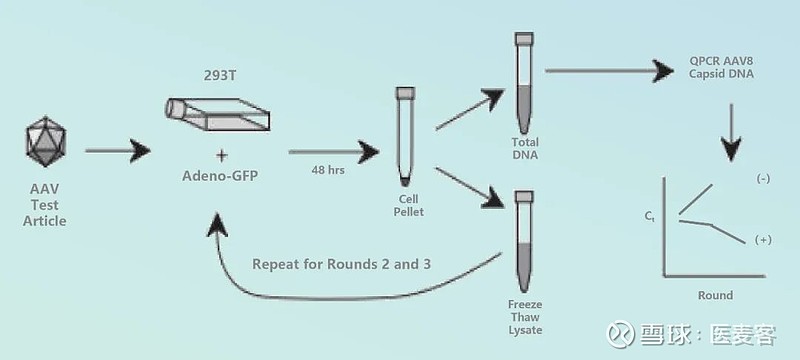 基因治疗产品复制型腺相关病毒（rcAAV）的风险控制 重组腺相关病毒(rAAV) 腺相关病毒（Adeno-associated Virus, AAV）属细小病毒科无包膜的线状... - 雪球
