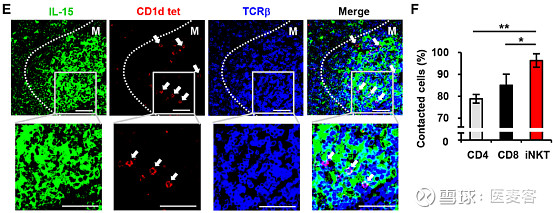 Science子刊发现iNKT细胞新亚群：更强毒性与抗肿瘤活性 2022年10月28日/医麦客新闻 eMedClub News/--iNKT ...