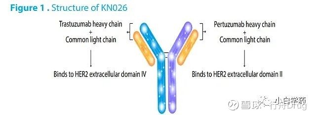 HER2双抗ADC国内获批临床，同质化靶点，差异化前行~ 点击上方的 行舟Drug 添加关注 近日，康宁杰瑞发布公告，收到国家药品监督管理局 ...