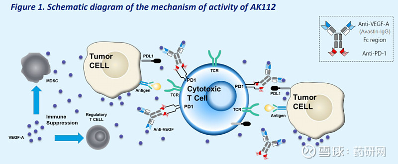 ACLC 2022丨康方生物PD-1/VEGF双抗Ib期数据公布 10月31日， 康方生物 公布在2022年亚洲肺癌大会（ACLC 2022）上，以口头报告形式发表了其完全独立自研的全球 ...