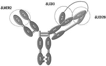 赛诺菲国内申报HER2/CD3/CD28三抗 Armstrong 2022年11月5日，赛诺菲注射用SAR443216的临床试验申请获得NMPA。SAR443216... - 雪球