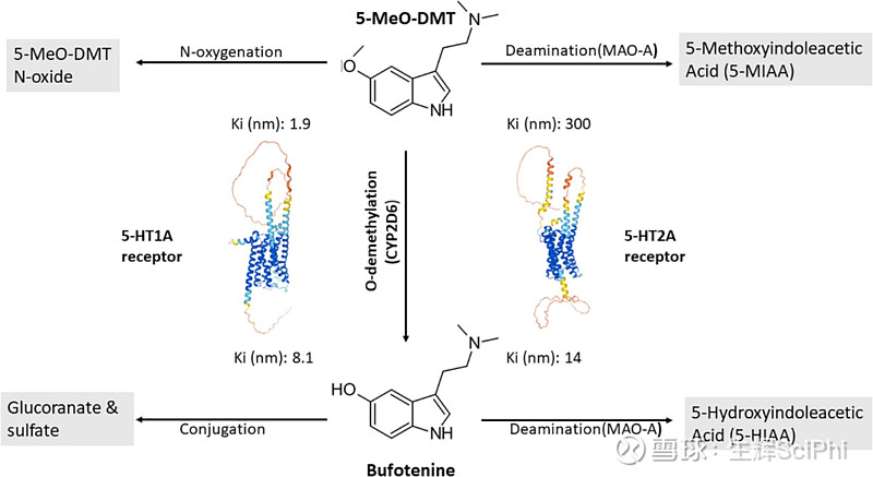 两种递送方式深度布局迷幻药，RA Capital再次押注同一分子 在上一次“蟾蜍毒液”投资中获得成功之后，RA Capital 又一次将目光 ...
