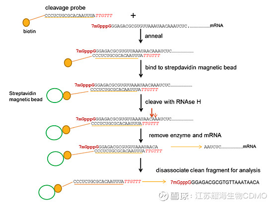 【耀文解读】mRNA加帽率检测中RNase H切割探针的设计 #mRNA疗法# #重组蛋白# #CDMO# 注：本文不构成任何投资意见和建议，以官方/公司公告为准；本文仅作 医疗健康... - 雪球