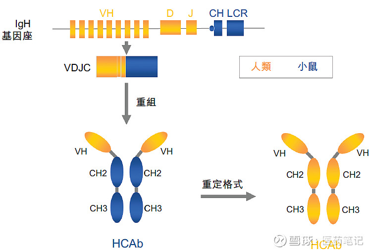 5亿美元：Moderna获得和铂医药HCAb技术授权 2022年11月11日，$和铂医药-B(02142)$ 宣布与 mRNA 龙头公司 ...