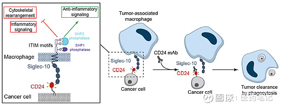 CD24：巨噬细胞检验点的明日之星 2020年11月， 默沙东 宣布以4.25亿美元现金预付款收购OncoImmune的CD24-Fc，这一 ...