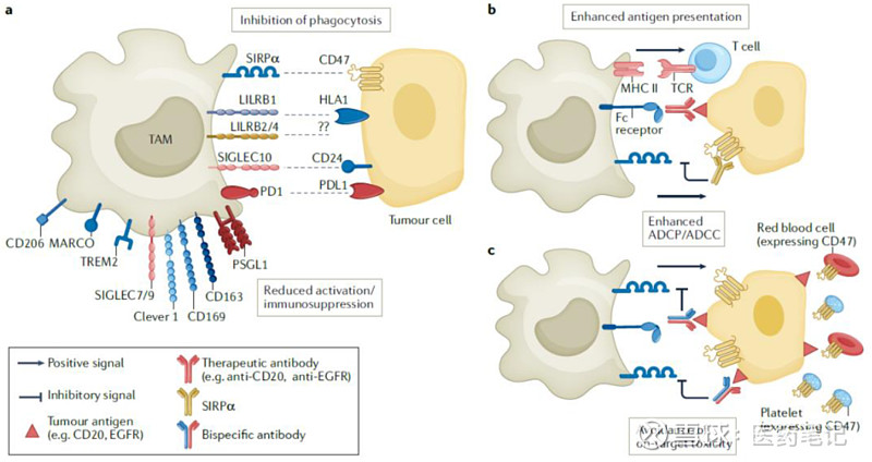 CD24：巨噬细胞检验点的明日之星 2020年11月， 默沙东 宣布以4.25亿美元现金预付款收购OncoImmune的CD24-Fc，这一 ...