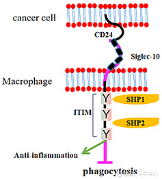 CD24：巨噬细胞检验点的明日之星 2020年11月， 默沙东 宣布以4.25亿美元现金预付款收购OncoImmune的CD24-Fc，这一 ...