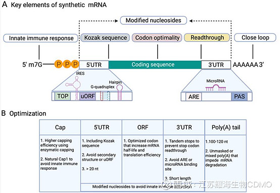 【星耀小课堂】mRNA篇|mRNA序列设计全解析 #mRNA疗法# #重组蛋白# #CDMO# 注：本文不构成任何投资意见和建议，以官方/公司公告为准；本文仅作 医疗健康... - 雪球