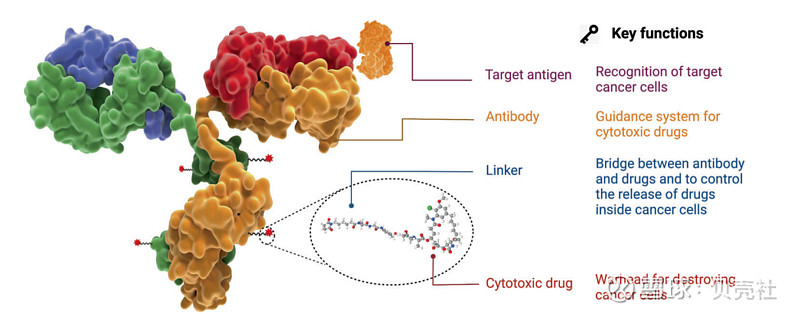 ADC技术报告：下一代ADC发展前景预测 作者：北北 抗体偶联药物（ADC）是近年来肿瘤治疗的热门赛道，通常由单克隆抗体（mAb）通过化学合成 ...