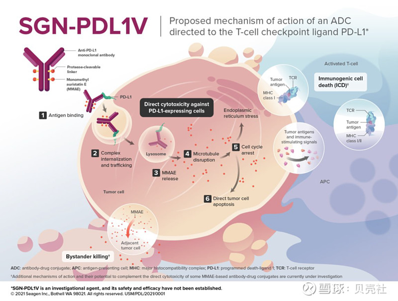 ADC技术报告：下一代ADC发展前景预测 作者：北北 抗体偶联药物（ADC）是近年来肿瘤治疗的热门赛道，通常由单克隆抗体（mAb）通过化学合成 ...
