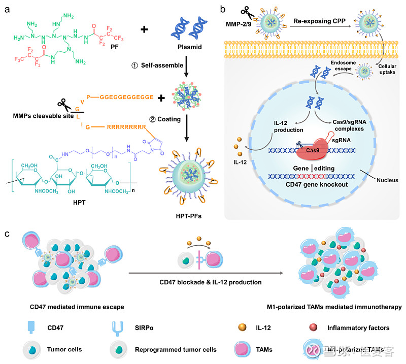 将巨噬细胞重编程至“稳态”，巨噬细胞免疫疗法开发策略盘点 2022年11月19日/医麦客新闻 eMedClub News/--近日，一家临床阶段巨噬细胞重编程免疫治疗公司Enli... - 雪球
