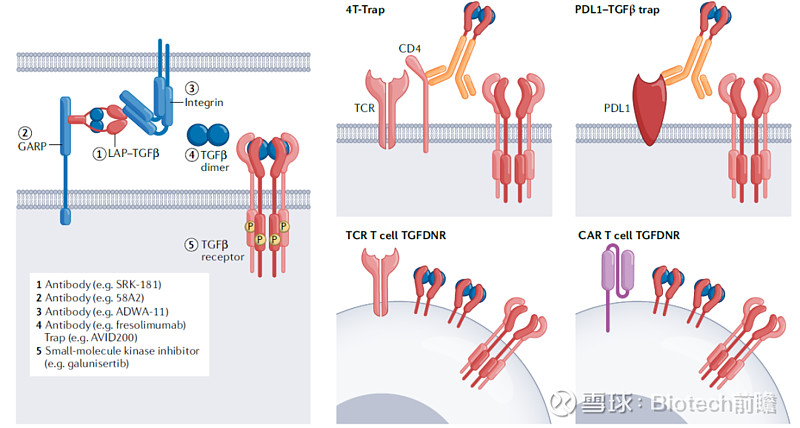 自然子刊丨TGFβ对肿瘤免疫应答的控制：整体免疫肿瘤学的视角 ——快 讯——近日， 康方生物 全球首创的TIGIT/TGF-β双靶点抗体融合 ...