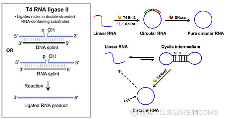 【耀文解读】环状RNA篇|酶法环化中夹板序列的设计 #CRO# #RNA基因编辑# #RNA疗法# 注：本文不构成任何投资意见和建议，以官方/公司公告为准；本文仅作 医疗健... - 雪球