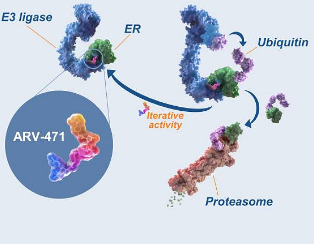 Arvinas III期数据出炉，对PROTACs是好消息还是坏消息？ | 杰克说药 编译丨苗三岁编辑丨于靖01 PROTAC先驱惨遭滑铁卢2022年11月23日，PROTAC技术先驱 ...