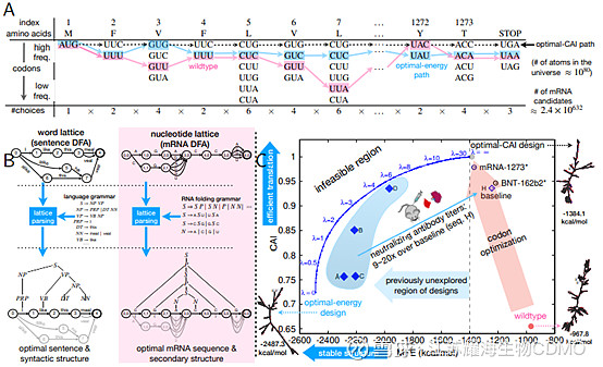 【耀文解读】mRNA篇|mRNA序列优化——如何进行CDS序列的设计与优化 #mrna疫苗# #mRNA疗法# #CDMO# 注：本文不构成 ...
