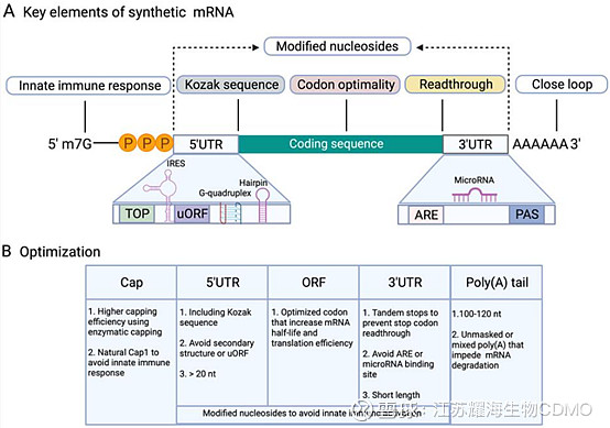 【耀文解读】mRNA篇|mRNA序列优化——如何进行CDS序列的设计与优化 #mrna疫苗# #mRNA疗法# #CDMO# 注：本文不构成任何投资意见和建议，以官方/公司公告为准；本文仅作 ...