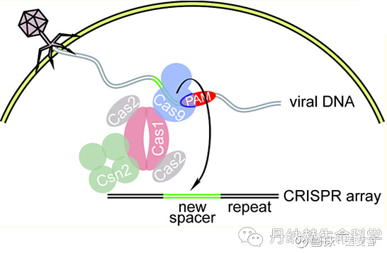 浅谈基因治疗中的CRISPR基因编辑技术 2020年4月，《Nature Medicine》杂志在线发表文章，四川大学华西医院中国科学家卢铀 ...