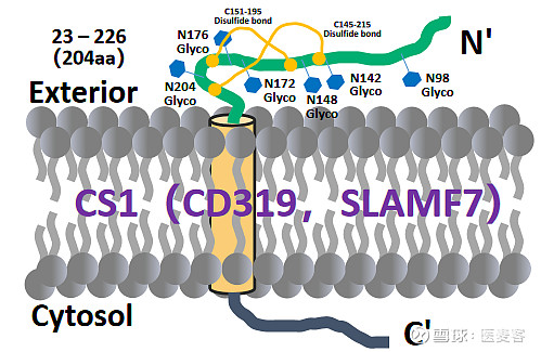 武汉思安医疗创新双靶点CS1-BCMA CAR-T公布最新临床数据，ORR达81% 2022年12月9日/医麦客新闻 eMedClub ...