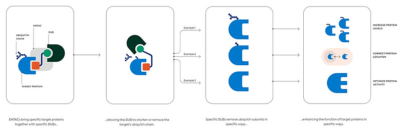 与蛋白降解疗法“背道而驰”，8100万美元助力开发蛋白稳定疗法 近日，致力于开发可增强有益蛋白质功能的新型药物的生物技术公司EntactBio ...