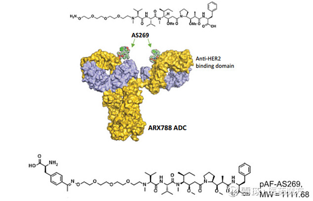 Ambrx公布Her2 ADC最新II期临床数据，股价暴涨10倍 2022年12月9日， Ambrx Biopharma 在SABCS会议上公布了HER2 ADC新药ARX788的II期 ...