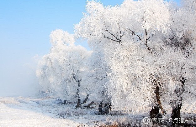 春天不远了 黄山树挂 吉林雾凇 净月潭雪上世界黄山的树挂,终究还是江南风物,寒气潮凝,粗附浅依,不日即离,不及北国吉林市松花江畔的树 雪球