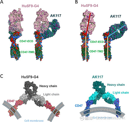 康方CD47单抗机制研究成果在《癌症免疫治疗杂志》发表 近日， 康方生物 自主研发的新一代 CD47单抗（AK117） 的作用机制研究成果全文 ...