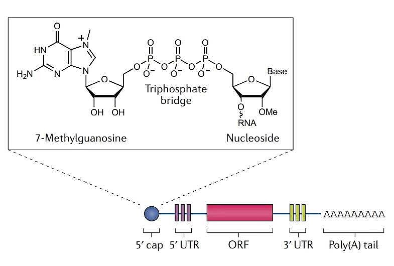 mRNA疫苗：癌症免疫治疗新时代的曙光 2022-08-01 小药说药 前言肿瘤免疫治疗旨在激活宿主的抗肿瘤免疫，形成肿瘤抑制微环境，最终实现 ...