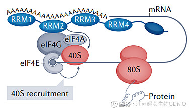 【耀文解读】mRNA篇|mRNA poly(A)尾在基因表达调控中的作用 #CDMO# #mRNA疗法# #CRO# 注：本文不构成任何投资意见和建议，以官方/公司公告为准；本文仅作 医疗健康 ...