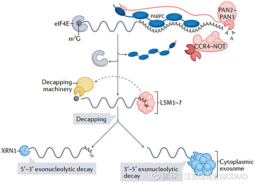 【耀文解读】mRNA篇|mRNA poly(A)尾在基因表达调控中的作用 #CDMO# #mRNA疗法# #CRO# 注：本文不构成任何投资 ...