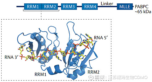 【耀文解读】mRNA篇|mRNA poly(A)尾在基因表达调控中的作用 #CDMO# #mRNA疗法# #CRO# 注：本文不构成任何投资意见和建议，以官方/公司公告为准；本文仅作 医疗健康 ...
