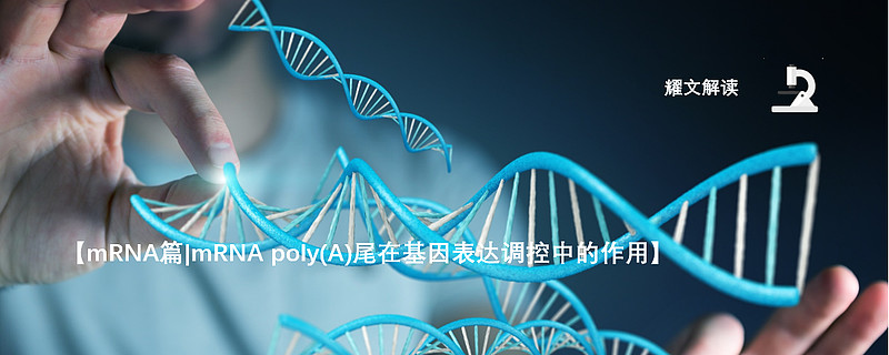 【耀文解读】mRNA篇|mRNA poly(A)尾在基因表达调控中的作用 #CDMO# #mRNA疗法# #CRO# 注：本文不构成任何投资意见和建议，以官方/公司公告为准；本文仅作 医疗健康 ...