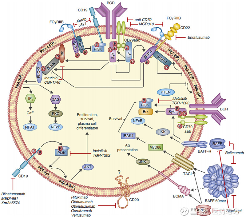 泽纳仕：Obexelimab启动三期临床 Armstrong 2022年12月22日，泽纳仕生物在Clinicaltrials.gov上注册了 ...