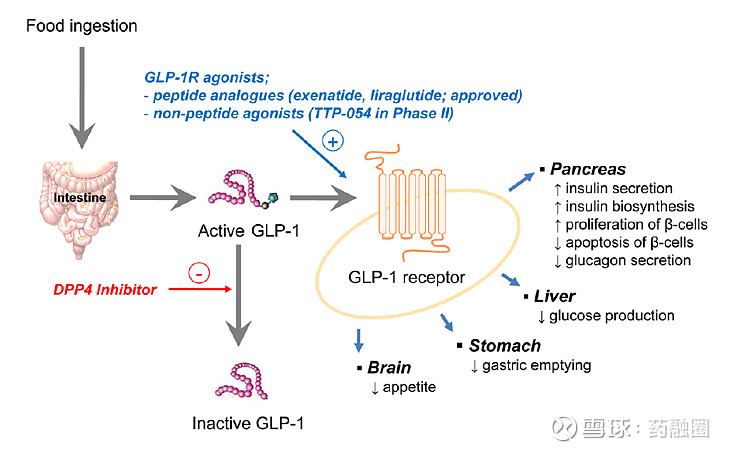 闻泰医药：获数千万融资，致力于GLP-1小分子研发 注：本文不构成任何投资意见和建议，以官方/公司公告为准；本文仅作 医疗健康 相关药物介绍 ...