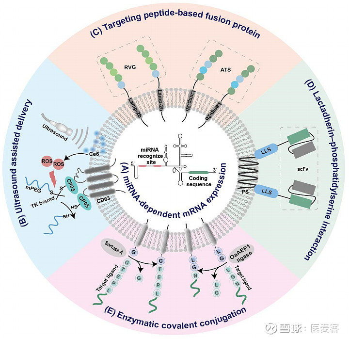 外泌体递送mRNA的包封方法与靶向策略 mRNA 在20世纪60年代早期首次被发现，它是基因和蛋白质之间的关键中介。从那时起，科学家在提高 ...