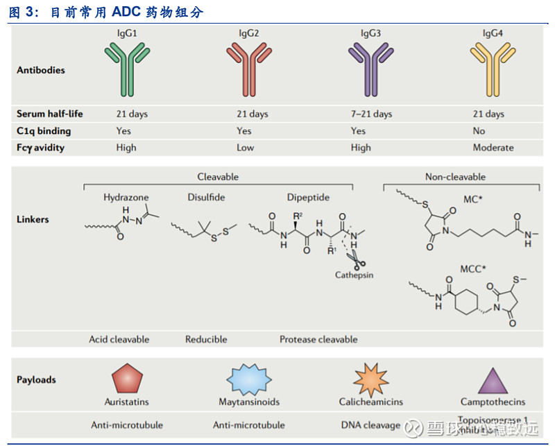 【ADC药物作用机制】 ADC药物口服生物利用度低，且易被消化酶降解，因此ADC的给药方式通常为静脉注射。在体内，ADC... - 雪球