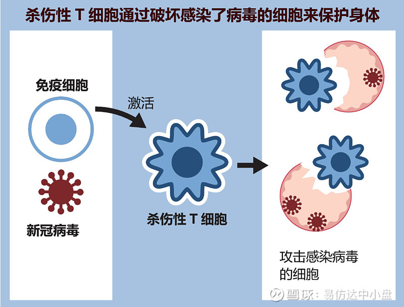 细胞免疫和体液免疫的区别 康希诺 Sh688185 科兴制药 Sh688136 智飞生物 Sz300122 数百年来,科学家