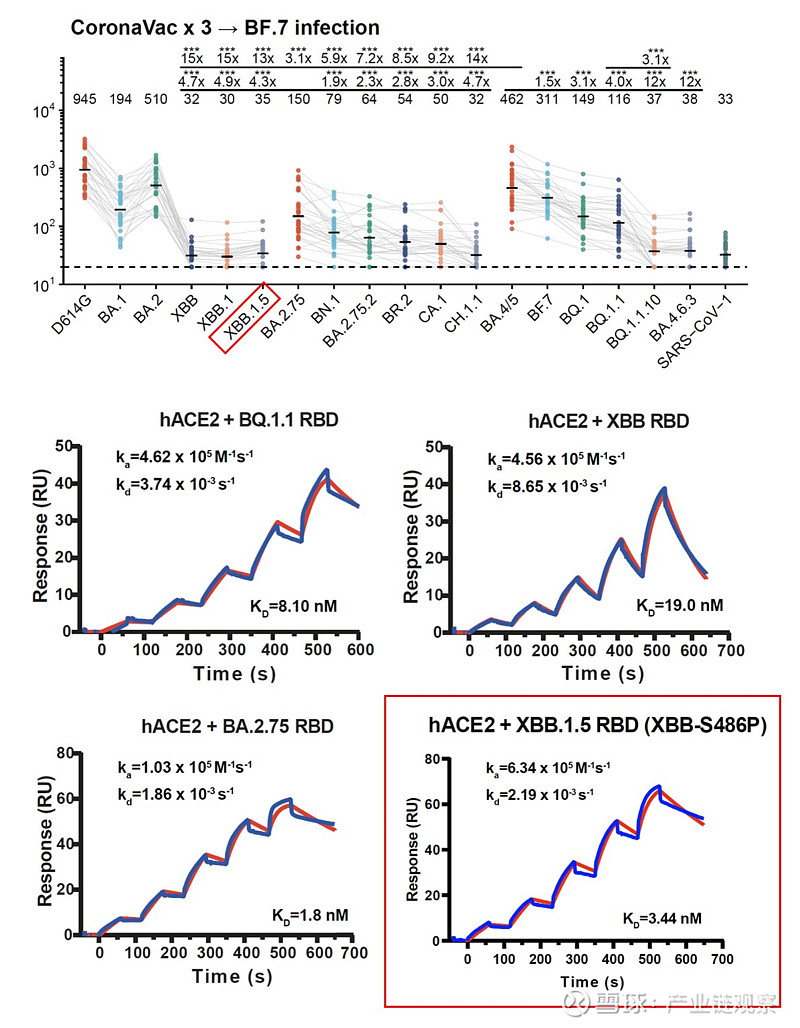 关于XBB.1.5新冠变种。来自曹云龙实验室数据：XBB.1.5的卓越增长优势已经被充分证明，补充一些实验数据：1）XB... - 雪球