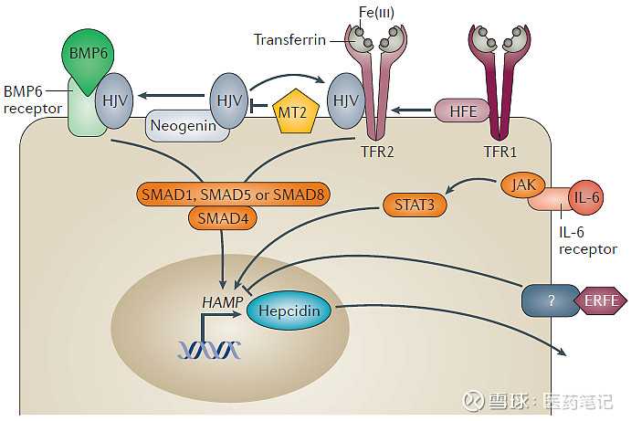 靶向铁代谢：迈威生物原创新药9MW3011获批临床 2023年1月3日， 迈威生物 9MW3011的临床试验申请获得NMPA受理，用于治疗真性 ...