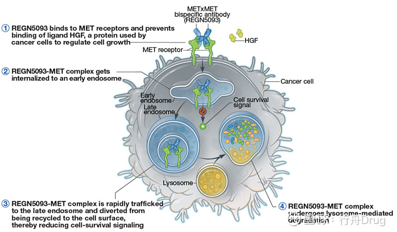双抗ADC已悄悄上临床，让我们探探有哪些！ 前言 双抗ADC是一个更崭新的概念。相较于单抗，一方面，双抗可更加特异性地靶向肿瘤细胞，克服耐药性 ...