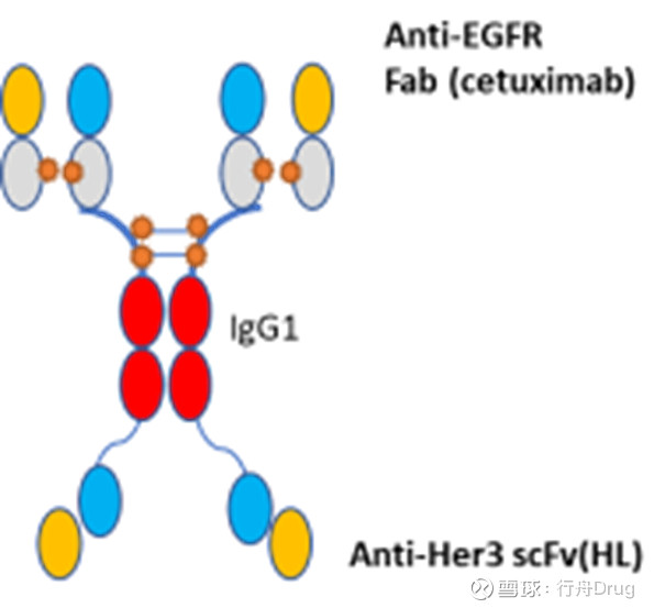 双抗ADC已悄悄上临床，让我们探探有哪些！ 前言 双抗ADC是一个更崭新的概念。相较于单抗，一方面，双抗可更加特异性地靶向肿瘤细胞，克服耐药性，并减少副作用。另一方... - 雪球