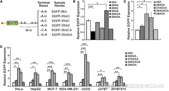 【耀文解读】mRNA篇︱polyA尾序列的设计与优化 #mRNA新冠疫苗# #CDMO# #mRNA疗法# 注：本文不构成任何投资意见和建议 ...