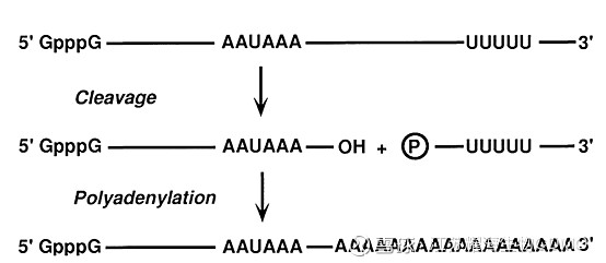 【耀文解读】mRNA篇︱polyA尾序列的设计与优化 #mRNA新冠疫苗# #CDMO# #mRNA疗法# 注：本文不构成任何投资意见和建议 ...