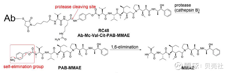 Her2靶向ADC的新发展策略和挑战 来源：小药说药 人表皮生长因子受体2（Her2）是酪氨酸激酶的跨膜受体，是表皮生长因子受体（EGFR ...