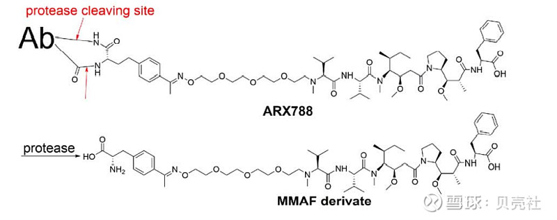 Her2靶向ADC的新发展策略和挑战 来源：小药说药 人表皮生长因子受体2（Her2）是酪氨酸激酶的跨膜受体，是表皮生长因子受体（EGFR）家族的一员，该家族... - 雪球