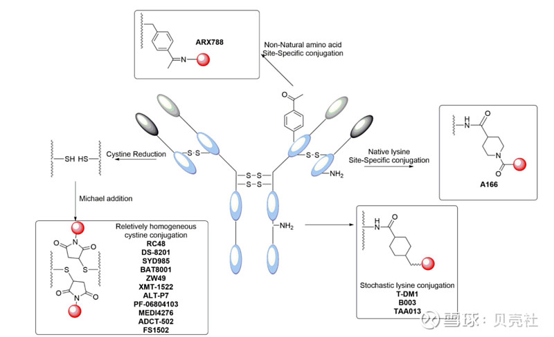 Her2靶向ADC的新发展策略和挑战 来源：小药说药 人表皮生长因子受体2（Her2）是酪氨酸激酶的跨膜受体，是表皮生长因子受体（EGFR）家族的一员，该家族... - 雪球