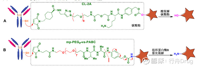 分享 | 抗体偶联药物中连接技术研究进展 点击上方的 行舟Drug 添加关注 癌症是危害人类生命健康的头号杀手[1]。传统治疗包括手术、化疗和 ...