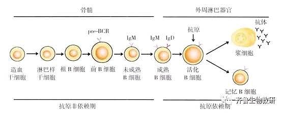 B细胞增殖分化的浆细胞如何产生种类庞大的抗体？ 在体液免疫反应中，B细胞识别抗原，分裂并产生浆细胞，产生大量直接针对这一抗原的抗体。首先产生 ...
