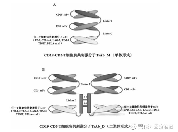 国内多抗研发格局 Armstrong 2023年1月19日，赛诺菲注射用SAR443216的临床试验申请获得NMPA受理，用于治疗复发 ...