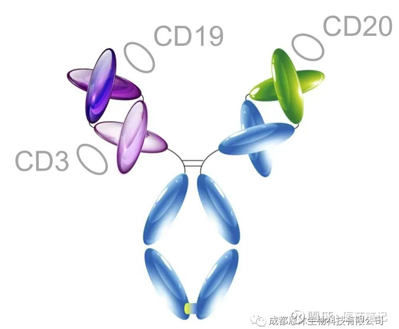 国内多抗研发格局 Armstrong 2023年1月19日，赛诺菲注射用SAR443216的临床试验申请获得NMPA受理，用于治疗复发 ...